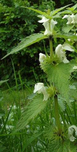 Hortical : lamier blanc - Lamium album - netel (dove-, witte)